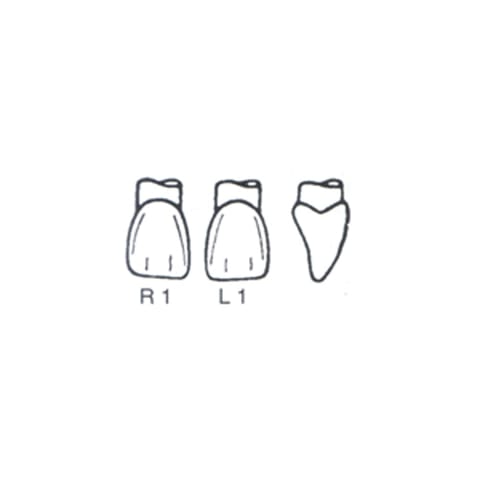 PD Crown Forms R+L - Pair "Frasaco"